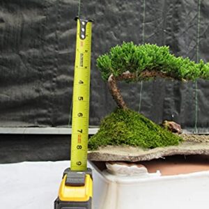 Juniper Bonsai Tree On Rock Slab