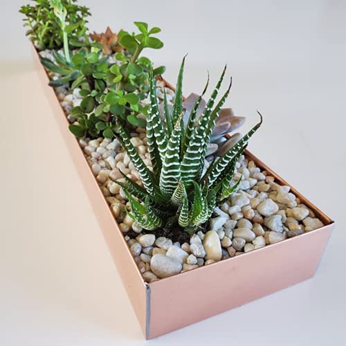 REAL Copper Tray Planter Box