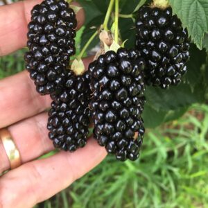 Hello Organics BlackBerry Plants Big Daddy Price Includes Four (4) Plants