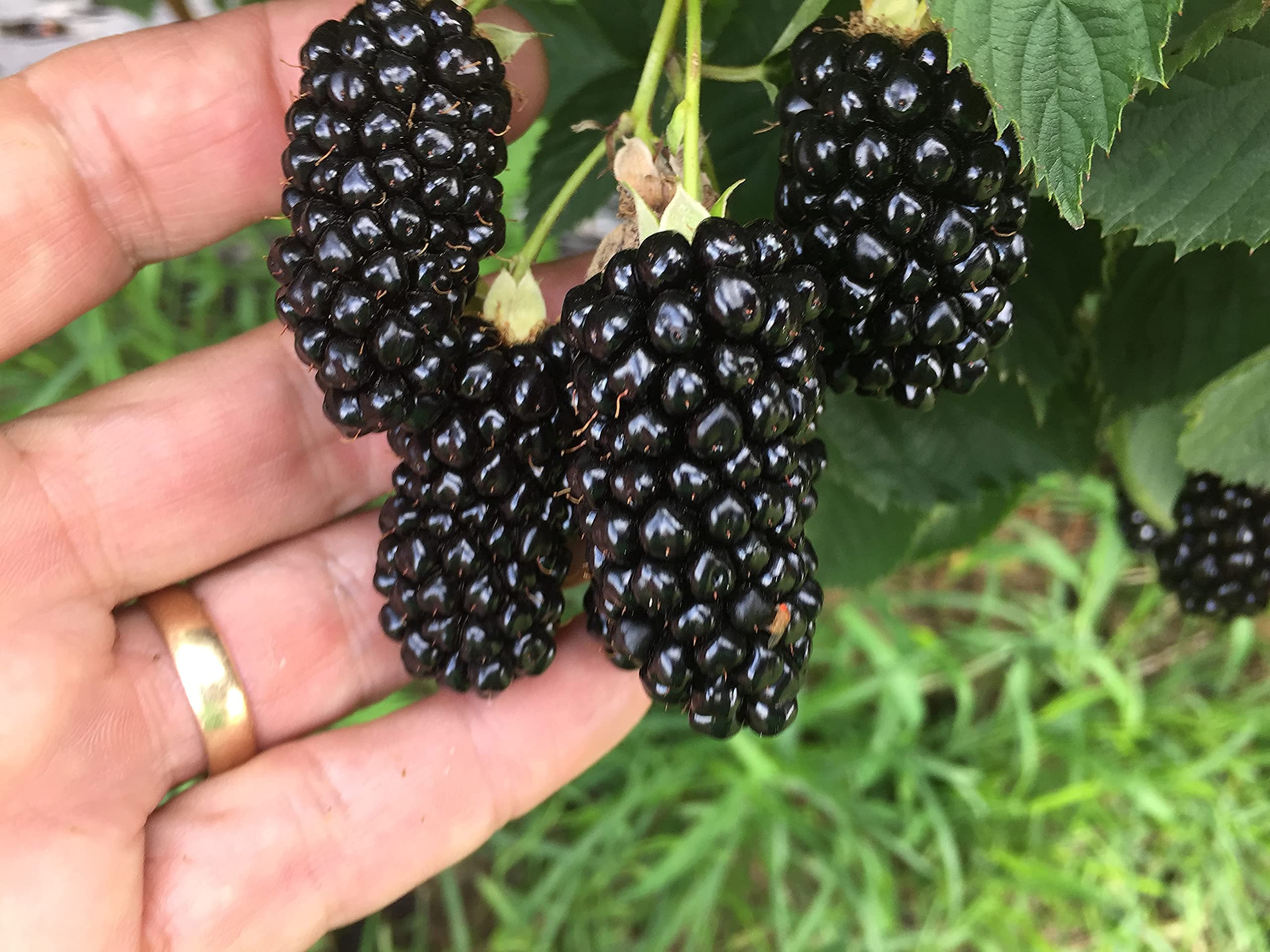 Hello Organics BlackBerry Plants Big Daddy Price Includes Four (4) Plants