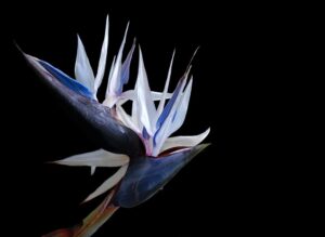 white bird of paradise seeds - 5 seeds to grow - great indoor plant or bonsai - strelitzia nicolai