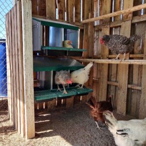 Homestead Essentials 2 Compartment Roll Out Nesting Box for Chickens | Heavy Duty Chicken Coop Nesting Box with Lid Cover to Protect Eggs (with Perch) | for Up to 10 Hens