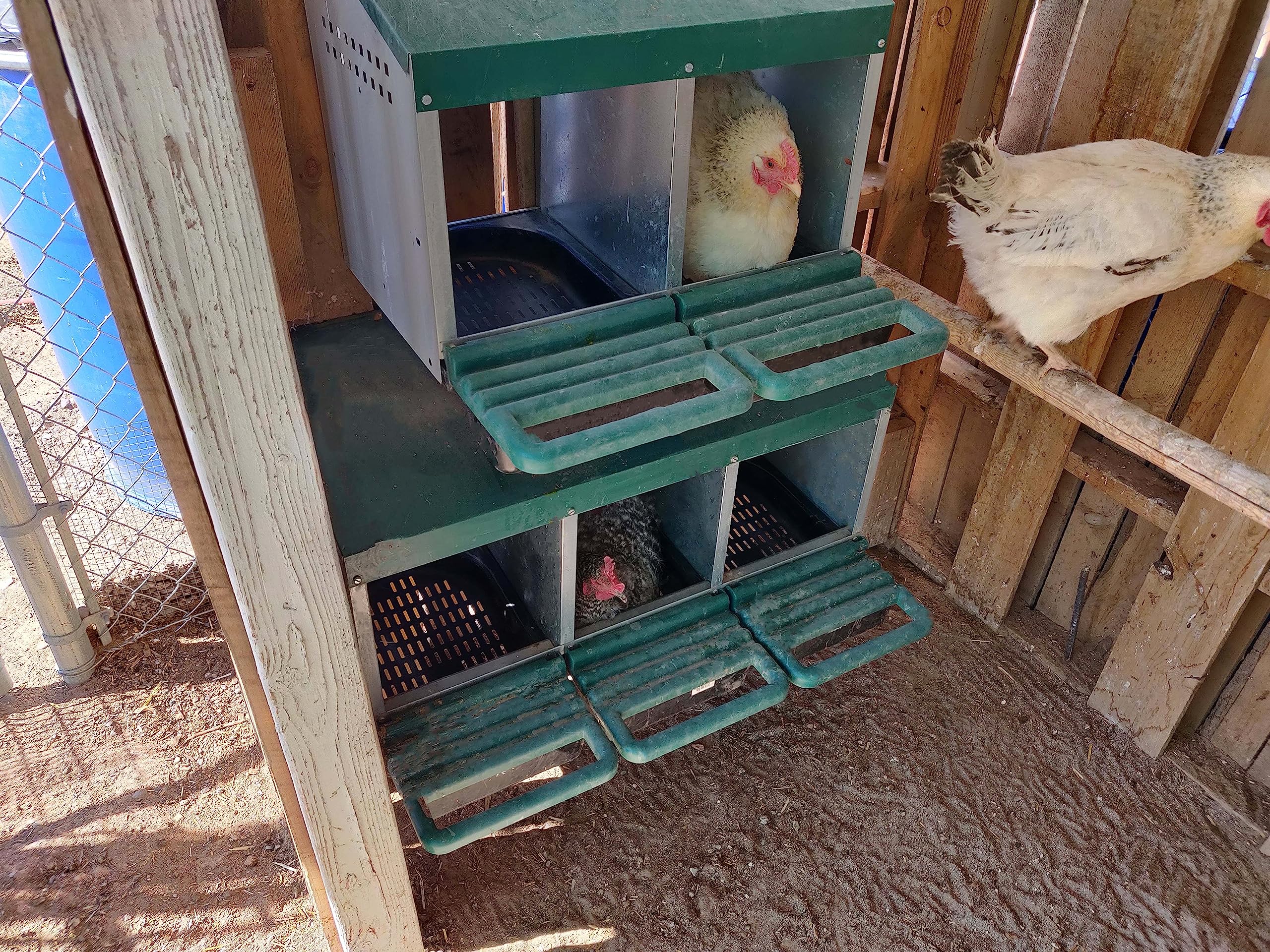 Homestead Essentials 2 Compartment Roll Out Nesting Box for Chickens | Heavy Duty Chicken Coop Nesting Box with Lid Cover to Protect Eggs (with Perch) | for Up to 10 Hens