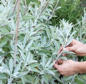 white sage seeds to grow - 100 seeds - indoor outdoor herb sage