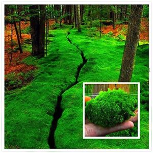 100pcs/pack moss seeds home diy bonsai decoration grass seeds potted plants seeds