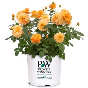 proven winner at last rose, 2 gallon, sunset orange