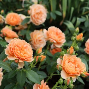 Proven Winner at Last Rose, 2 Gallon, Sunset Orange