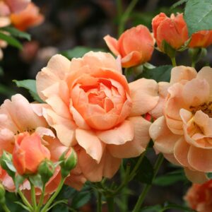 Proven Winner at Last Rose, 2 Gallon, Sunset Orange