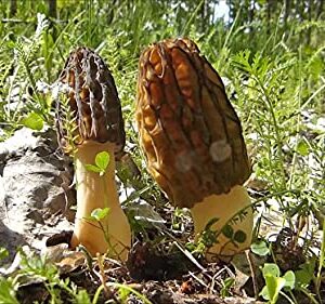 100pcs Seeds Morel Black Mushroom Mycelium Spawn Grow Bonsai Dried Spores for Planting Non GMO