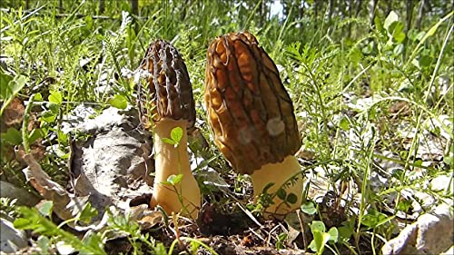 100pcs Seeds Morel Black Mushroom Mycelium Spawn Grow Bonsai Dried Spores for Planting Non GMO