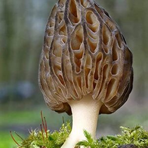 100pcs Seeds Morel Black Mushroom Mycelium Spawn Grow Bonsai Dried Spores for Planting Non GMO