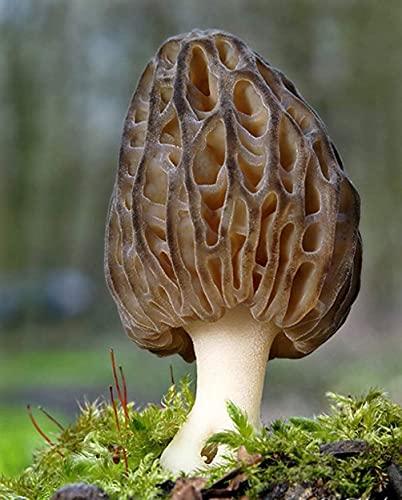 100pcs Seeds Morel Black Mushroom Mycelium Spawn Grow Bonsai Dried Spores for Planting Non GMO