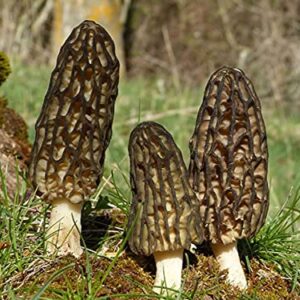 100pcs Seeds Morel Black Mushroom Mycelium Spawn Grow Bonsai Dried Spores for Planting Non GMO