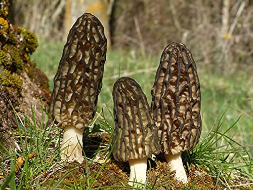 100pcs Seeds Morel Black Mushroom Mycelium Spawn Grow Bonsai Dried Spores for Planting Non GMO