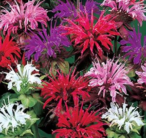 50 bee balm flower seeds - monarda didyma mixed color seeds - ships from iowa, usa