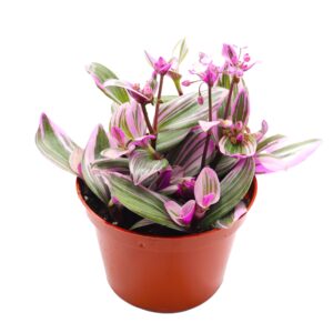 california tropicals pink tradescantia - rare nanouk - live houseplant potted in soil with rooted leaves - easy care indoor outdoor plant, mini tiny tropical plant garden, 6 inch pot