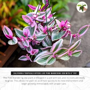 California Tropicals Pink Tradescantia - Rare Nanouk - Live Houseplant Potted in Soil with Rooted Leaves - Easy Care Indoor Outdoor Plant, Mini Tiny Tropical Plant Garden, 6 inch Pot