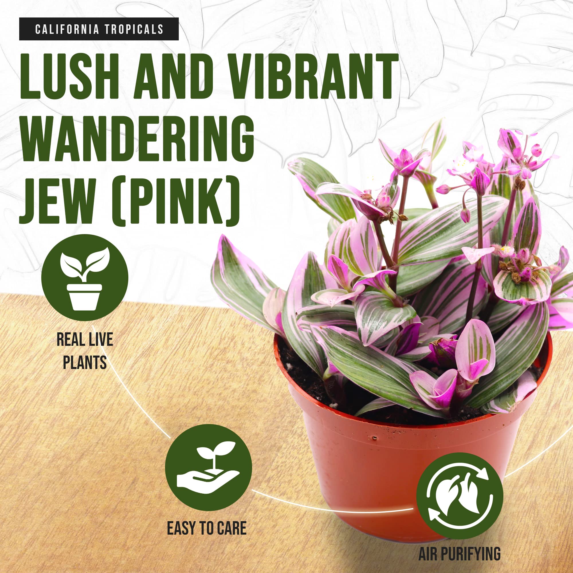 California Tropicals Pink Tradescantia - Rare Nanouk - Live Houseplant Potted in Soil with Rooted Leaves - Easy Care Indoor Outdoor Plant, Mini Tiny Tropical Plant Garden, 6 inch Pot