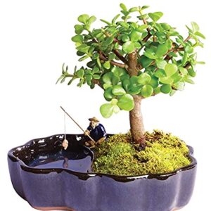 From You Flowers - Zen Jade Reflections Bonsai Plant for Birthday, Anniversary, Get Well, Congratulations, Thank You