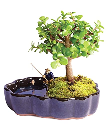 From You Flowers - Zen Jade Reflections Bonsai Plant for Birthday, Anniversary, Get Well, Congratulations, Thank You