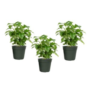 american plant exchange arabica coffee 3 pack fuit producing live plants, three 4" pots, fragrant white flowers