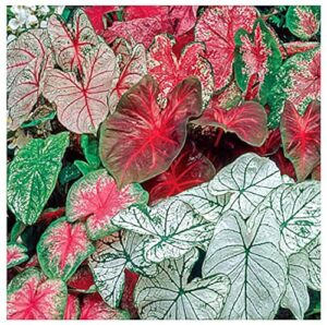 5 large caladium mixed colors caladium bulbs - bare root - zone 9-11