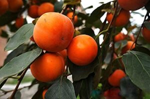 mitraee 50pcs persimmon fruit tree seeds mixed delicious japanese bonsai plant home garden