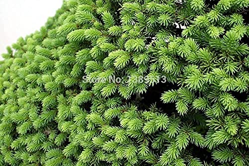 Bonsai Seeds 100 pcs Japanese White Spruce Pine, Pinus parviflora, Tree Seeds Bonsai Evergreen DIY Home Gardening