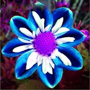 100pcs rare blue and white point dahlia seeds beautiful perennial flowers plants dahlia for diy home garden sementes bonsai seeds