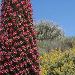 10 Tower of Jewels Seeds - Echium Wildpretii - Rare and Exotic Flowering Plant - Excellent Bonsai Specimen