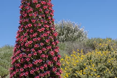 10 Tower of Jewels Seeds - Echium Wildpretii - Rare and Exotic Flowering Plant - Excellent Bonsai Specimen