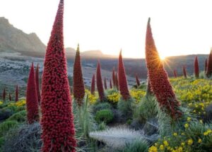 10 tower of jewels seeds - echium wildpretii - rare and exotic flowering plant - excellent bonsai specimen