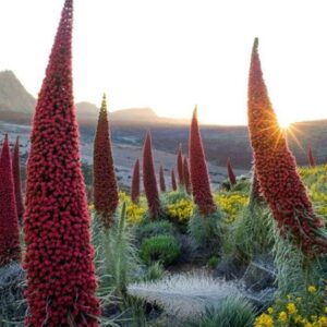 10 Tower of Jewels Seeds - Echium Wildpretii - Rare and Exotic Flowering Plant - Excellent Bonsai Specimen