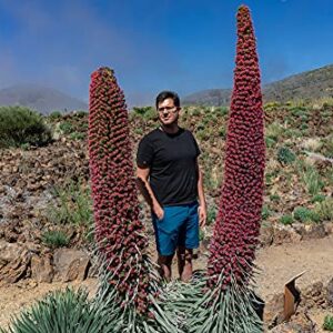 10 Tower of Jewels Seeds - Echium Wildpretii - Rare and Exotic Flowering Plant - Excellent Bonsai Specimen