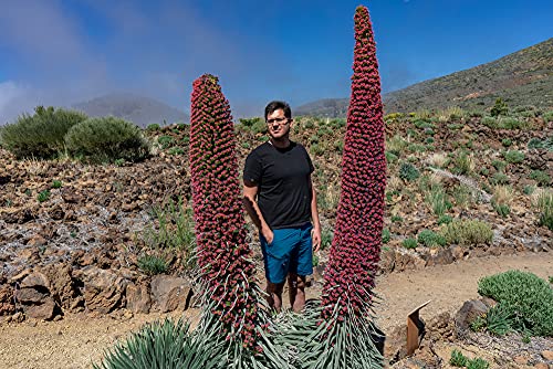 10 Tower of Jewels Seeds - Echium Wildpretii - Rare and Exotic Flowering Plant - Excellent Bonsai Specimen