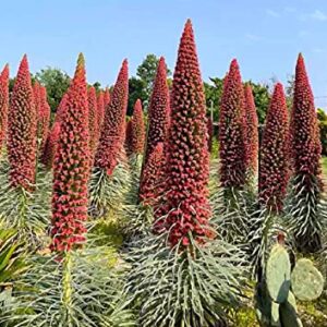 10 Tower of Jewels Seeds - Echium Wildpretii - Rare and Exotic Flowering Plant - Excellent Bonsai Specimen