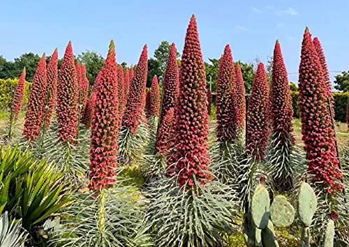 10 Tower of Jewels Seeds - Echium Wildpretii - Rare and Exotic Flowering Plant - Excellent Bonsai Specimen