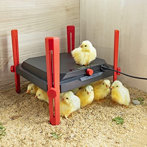 PoultryKit Brooder Heater Plate 12" x 12" for 25 Chicks, Safe DC Powered Chick Brooder, Chicken Heat Plate with LCD Show Temperature, 30W Adjustable Power