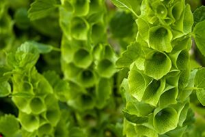 bells of ireland flower seeds - 30 seeds - rare green flower petals - excellent for cut flower display, grow the luck of the irish