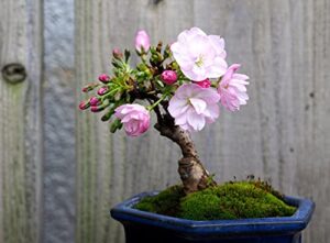 10 sakura bonsai tree seeds