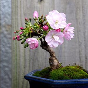 10 Sakura Bonsai Tree Seeds