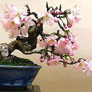 10 Sakura Bonsai Tree Seeds