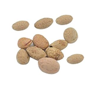 10 Sakura Bonsai Tree Seeds