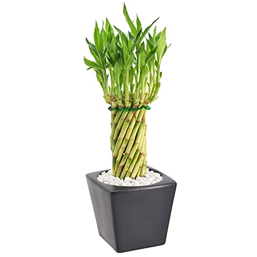 Arcadia Garden Products LV33 Tornado Lucky Bamboo, Live Indoor Plant in Carolina Square Ceramic Planter for Home, Work, or Gift, Black ***Cannot Ship to Hawaii***