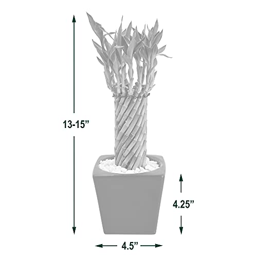 Arcadia Garden Products LV33 Tornado Lucky Bamboo, Live Indoor Plant in Carolina Square Ceramic Planter for Home, Work, or Gift, Black ***Cannot Ship to Hawaii***