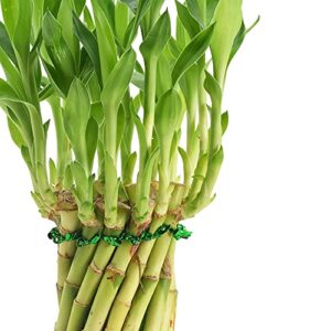 Arcadia Garden Products LV33 Tornado Lucky Bamboo, Live Indoor Plant in Carolina Square Ceramic Planter for Home, Work, or Gift, Black ***Cannot Ship to Hawaii***