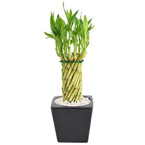 Arcadia Garden Products LV33 Tornado Lucky Bamboo, Live Indoor Plant in Carolina Square Ceramic Planter for Home, Work, or Gift, Black ***Cannot Ship to Hawaii***