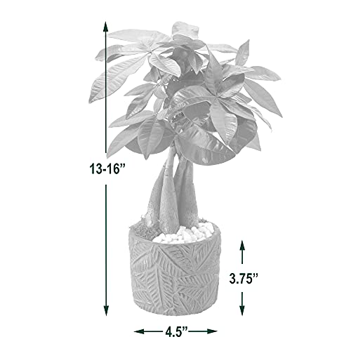 Arcadia Garden Products LV49 Money Tree, Live Indoor Plant in Tropico Leaf Ceramic Planter for Home, Work, or Gift, Blue