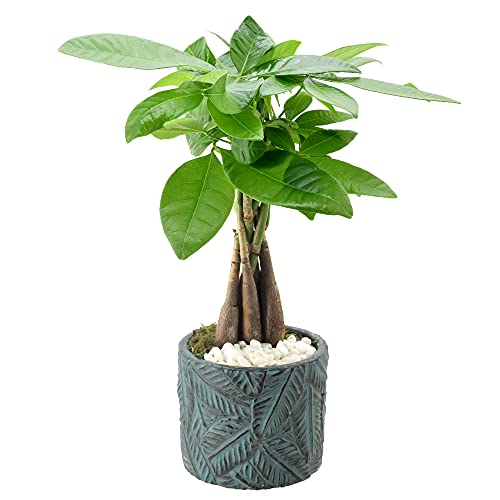 Arcadia Garden Products LV49 Money Tree, Live Indoor Plant in Tropico Leaf Ceramic Planter for Home, Work, or Gift, Blue