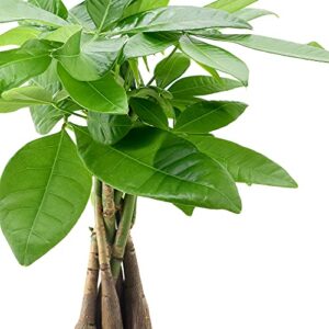 Arcadia Garden Products LV49 Money Tree, Live Indoor Plant in Tropico Leaf Ceramic Planter for Home, Work, or Gift, Blue